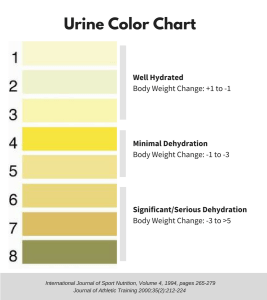 The Ultimate Guide to Hydration for Athletes - YourWorkoutBook